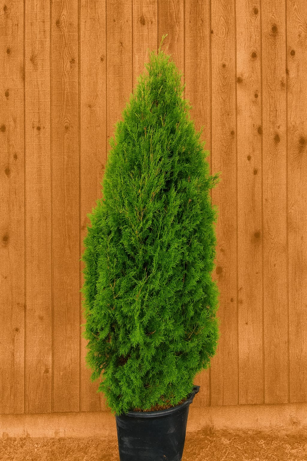 The Canadian Cedar Company