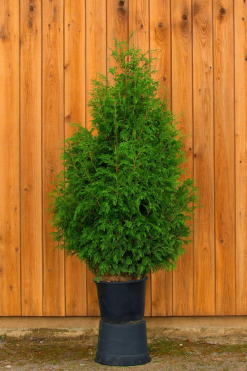 Brandon – The Canadian Cedar Company